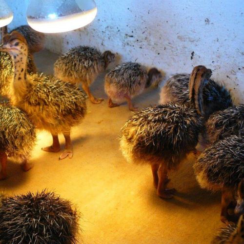 Home [www.strutitinca.ro]