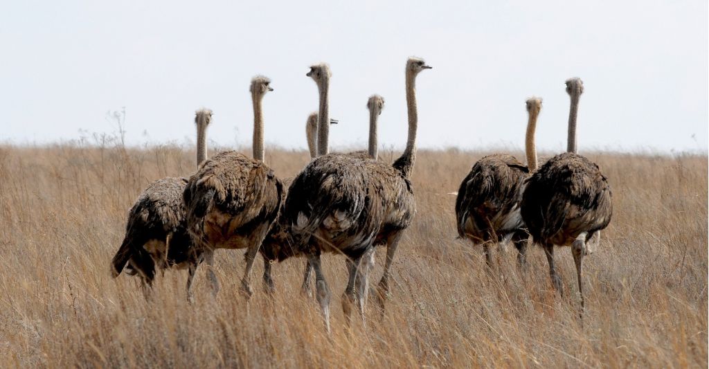 Home [www.strutitinca.ro]